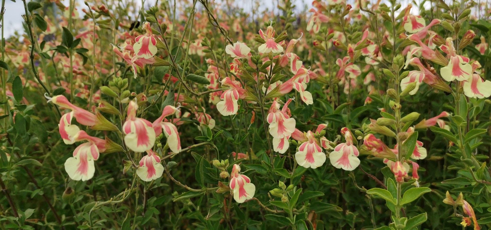Salvia jamensis 'Barsabel' (BELLE DE LOIRE) - PLANTARIUM|GROEN-Direkt