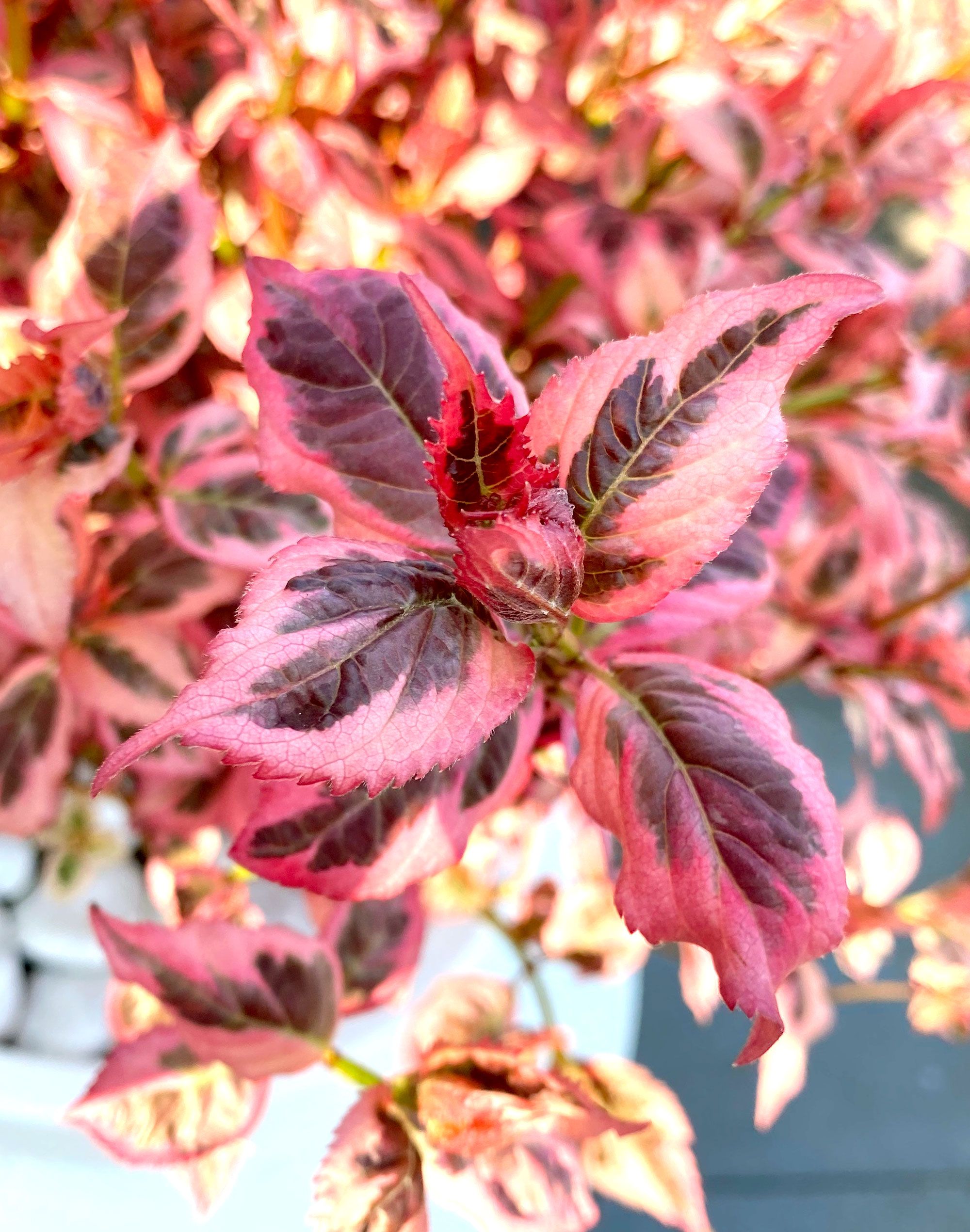 Hydrangea serrata ‘Gotemba Nishiki’ (EUPHORIA PINK) - PLANTARIUM|GROEN ...