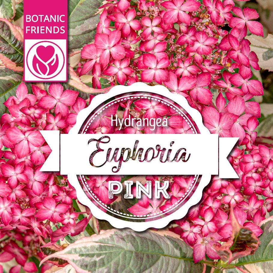 Hydrangea serrata ‘Gotemba Nishiki’ (EUPHORIA PINK) - PLANTARIUM|GROEN ...