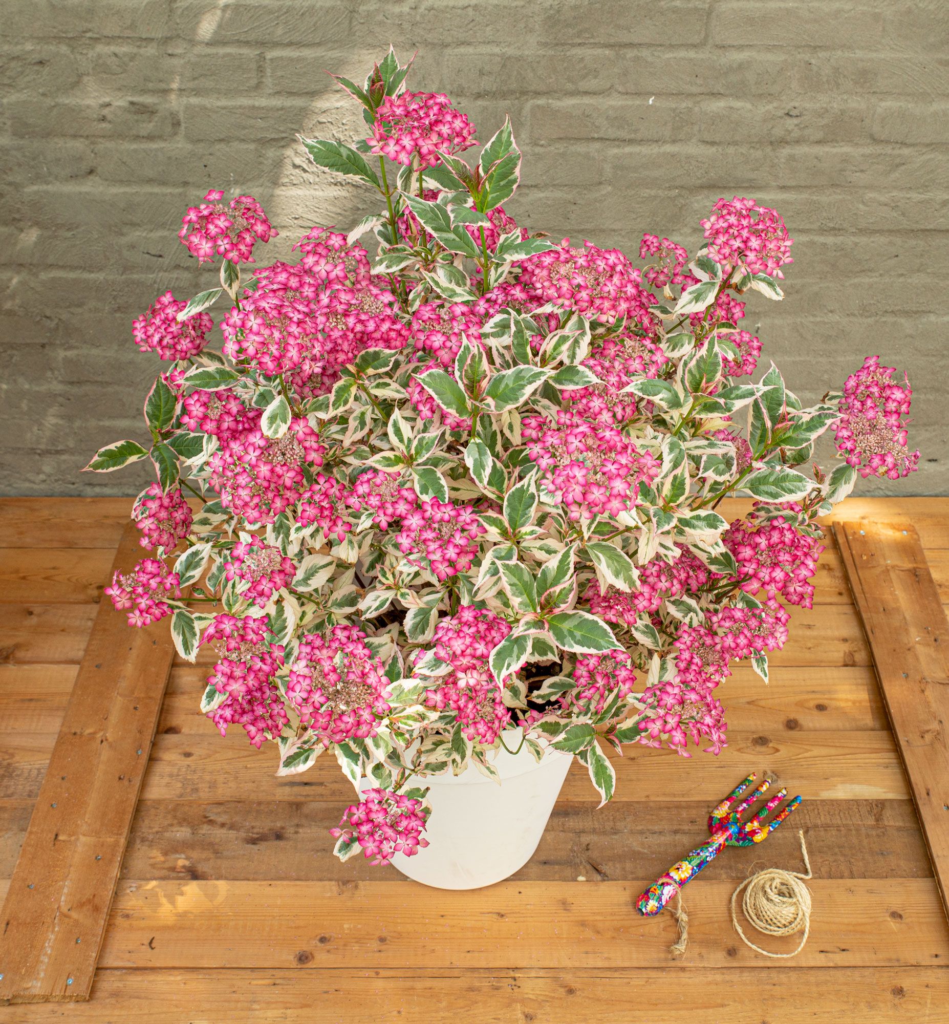 Hydrangea serrata ‘Gotemba Nishiki’ (EUPHORIA PINK) - PLANTARIUM|GROEN ...