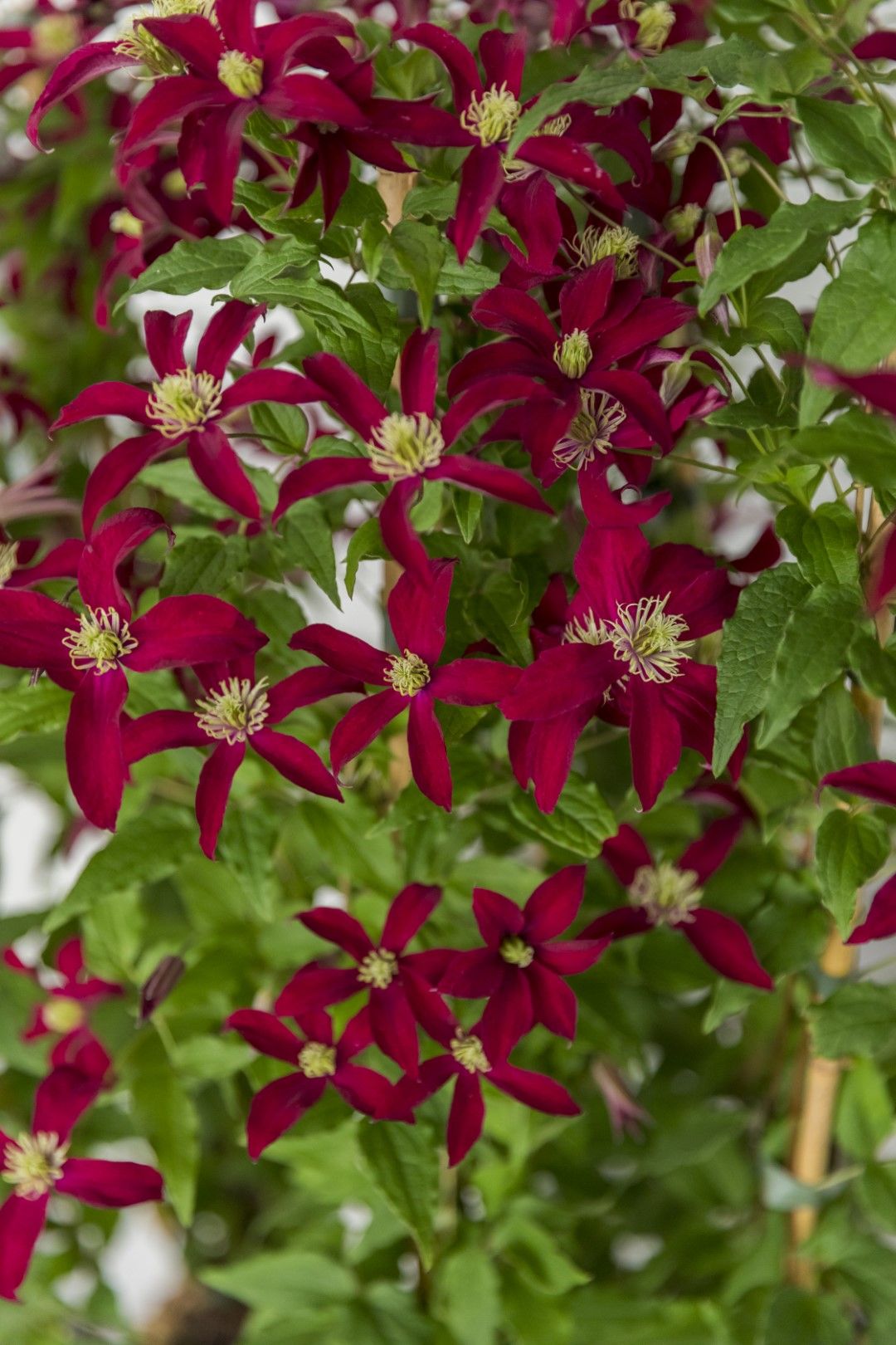 Clematis 'Zo23015' (GLORIOUS RED) - PLANTARIUM|GROEN-Direkt