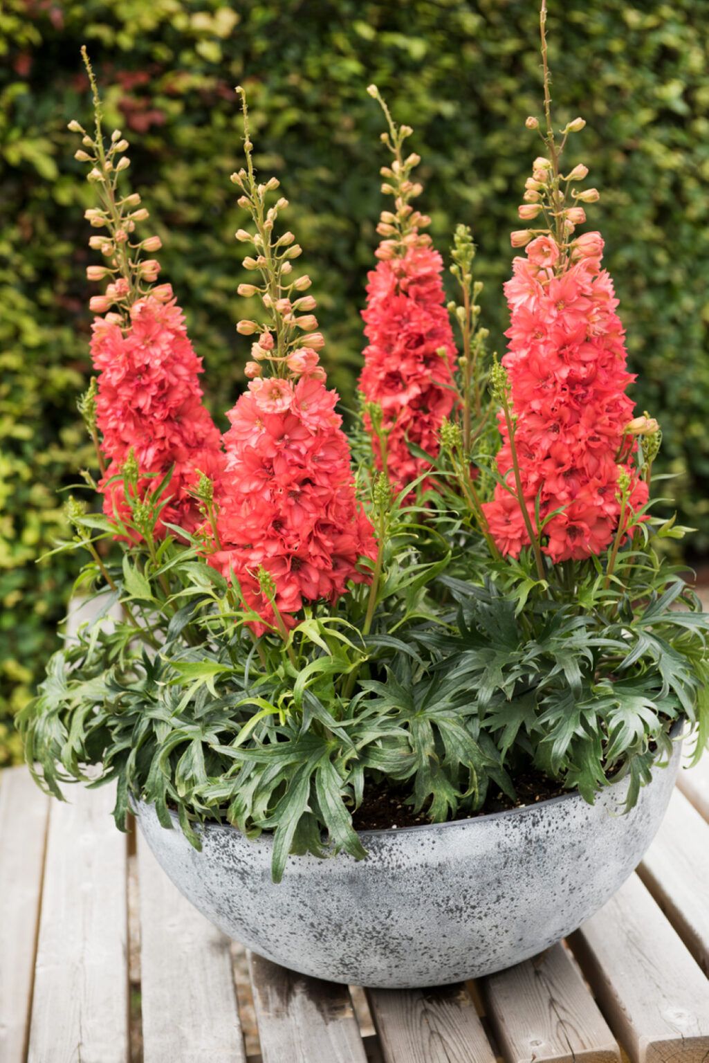 Delphinium 'Red Lark' - PLANTARIUM|GROEN-Direkt