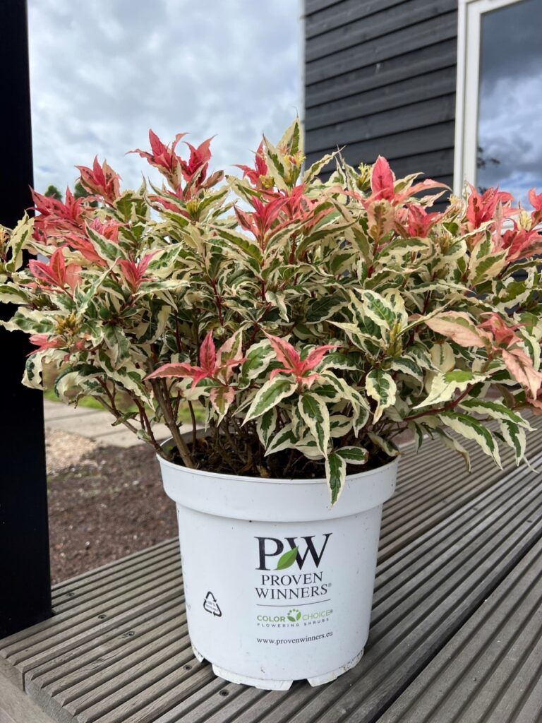 Diervilla x splendens ‘G2X88544VAR’ (KODIAK® MIXX) - PLANTARIUM|GROEN ...