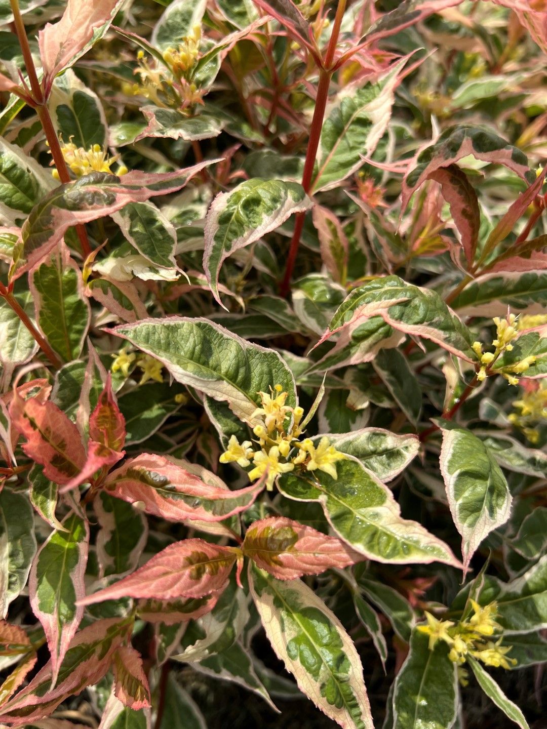 Diervilla x splendens ‘G2X88544VAR’ (KODIAK® MIXX) - PLANTARIUM|GROEN ...