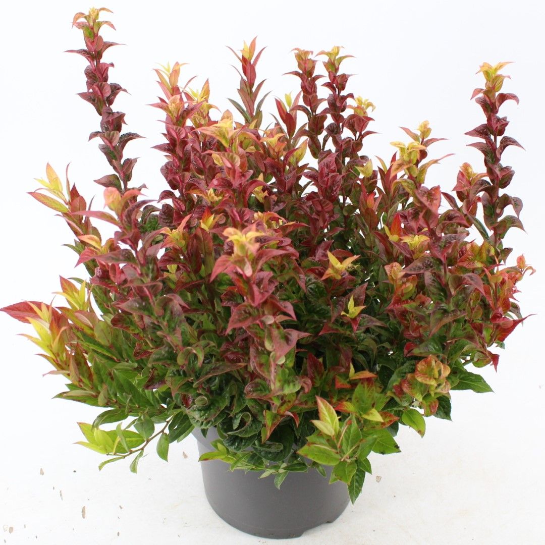 Leucothoe axillaris CURLY CRAZY® - PLANTARIUM|GROEN-Direkt