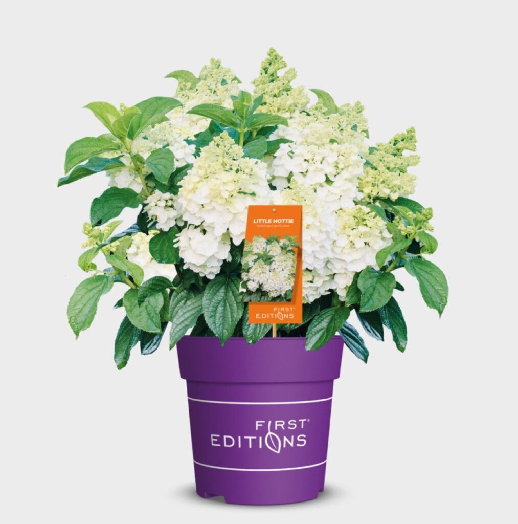 Hydrangea First Editions® Little Hottie® - PLANTARIUM|GROEN-Direkt