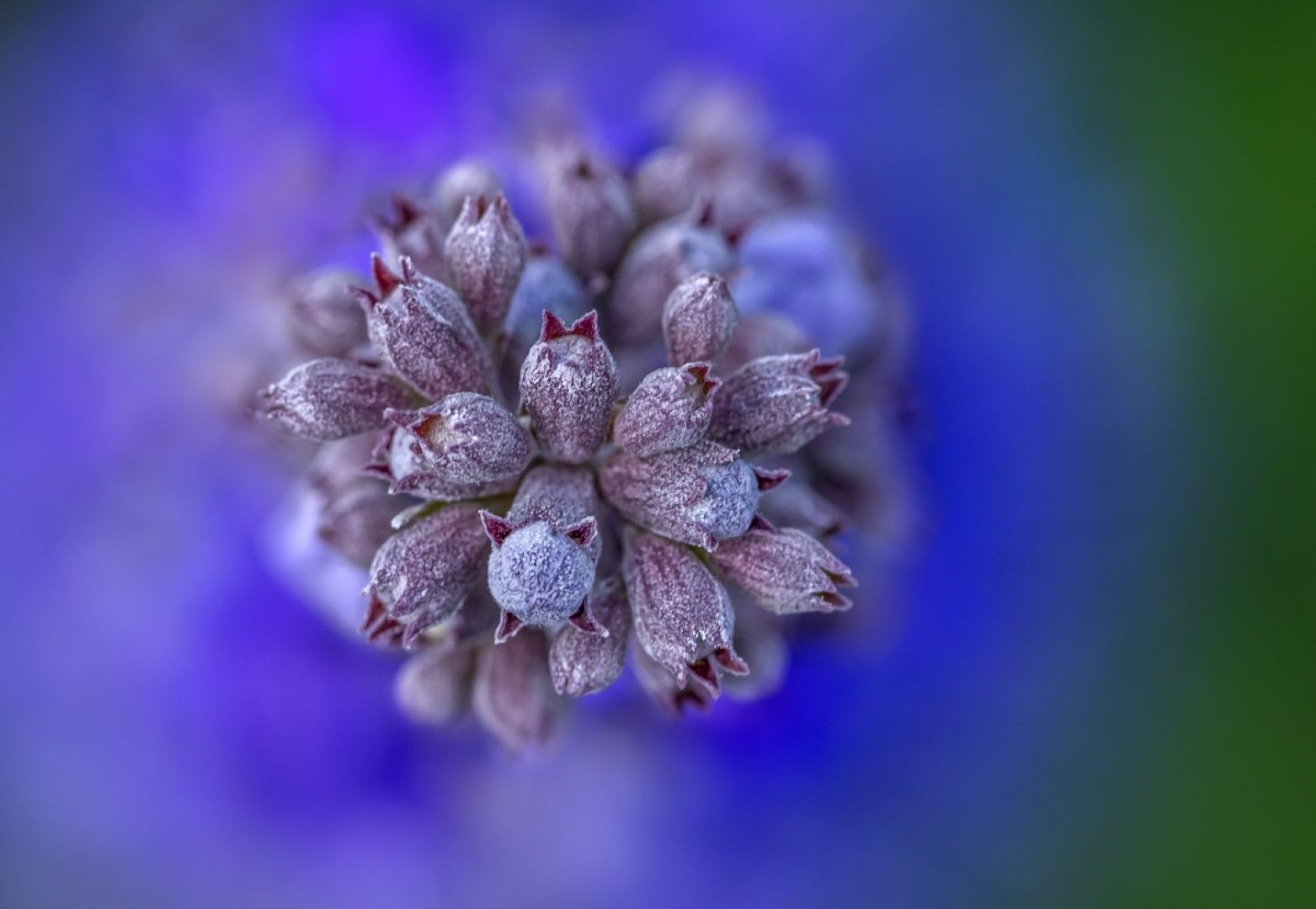 Vitex agnus-castus ‘Bailtexthree’ (FIRST EDITIONS® QUEEN BEE ...