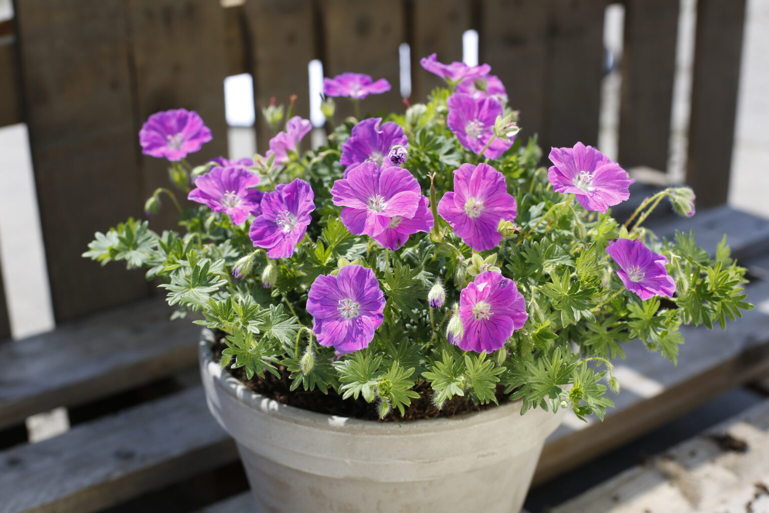 Geranium sanguineum 'MVNG1905' (FRIVOLIUS PURPLE) - PLANTARIUM|GROEN-Direkt