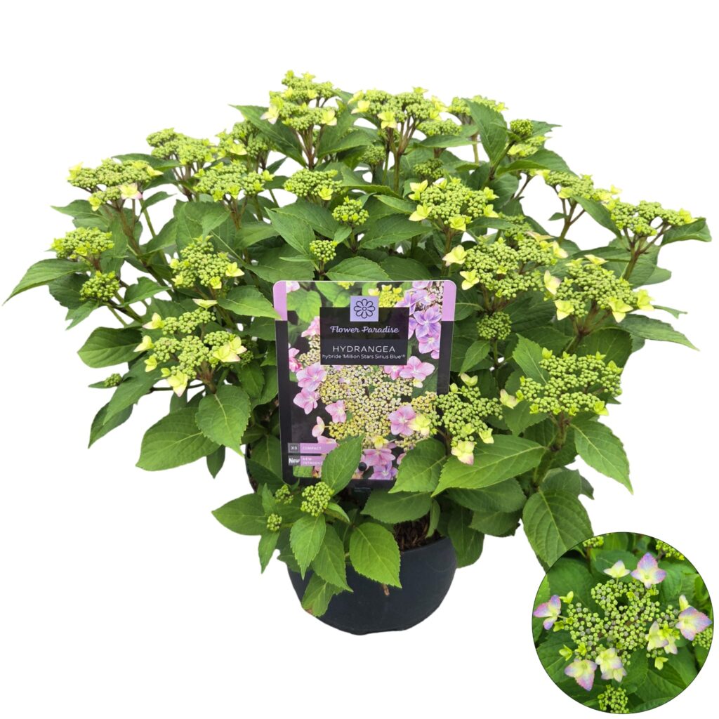 Hydrangea macrophylla 'Hokosiri' (MILLION STARS) - PLANTARIUM|GROEN-Direkt