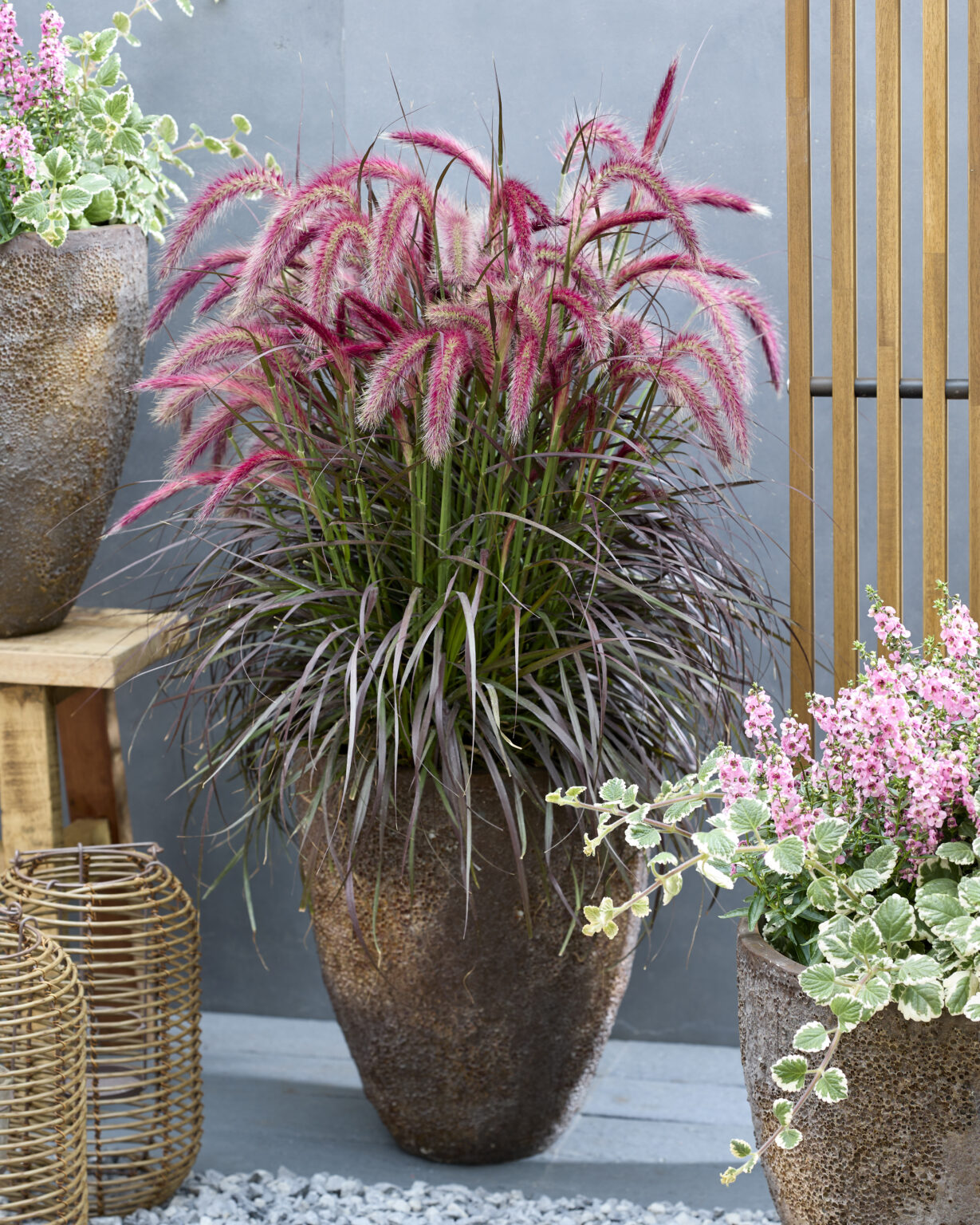 Pennisetum advena 'TUS022' (TINY TAILS) - PLANTARIUM|GROEN-Direkt