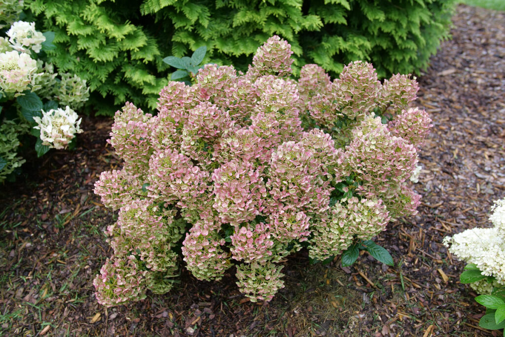 Hydrangea paniculata 'SMNHPSB' (TINY QUICK FIRE®) - PLANTARIUM|GROEN-Direkt