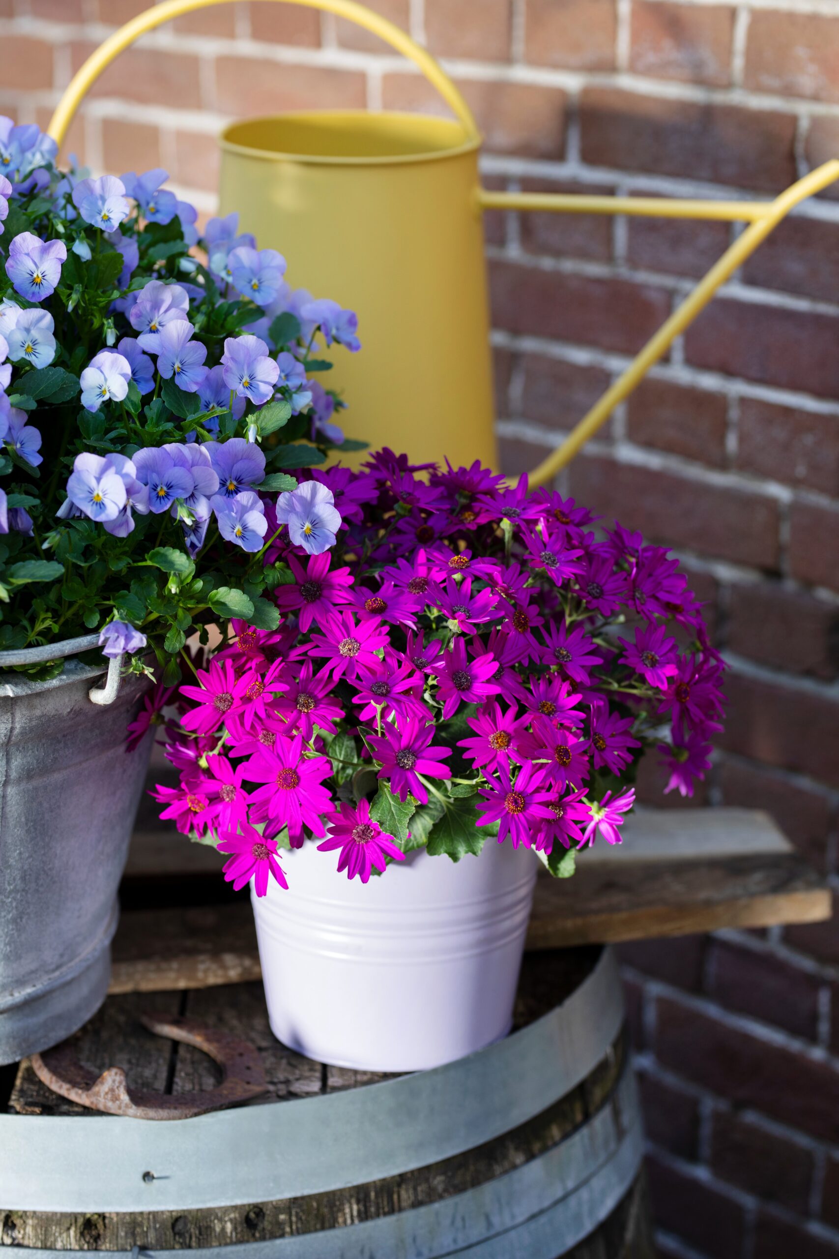 Pericallis POP Epic Cerise - PLANTARIUM|GROEN-Direkt