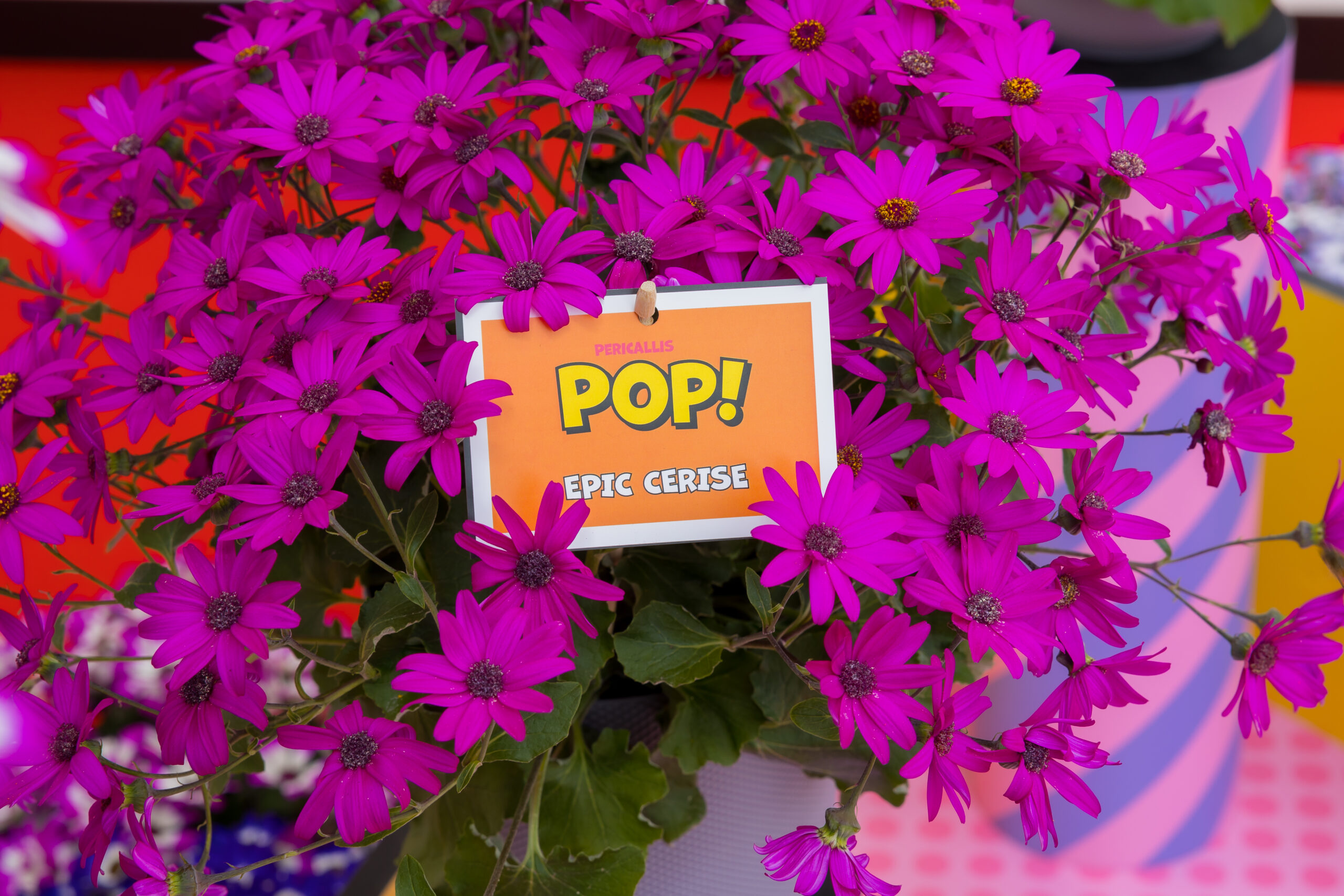 Pericallis POP Epic Cerise - PLANTARIUM|GROEN-Direkt